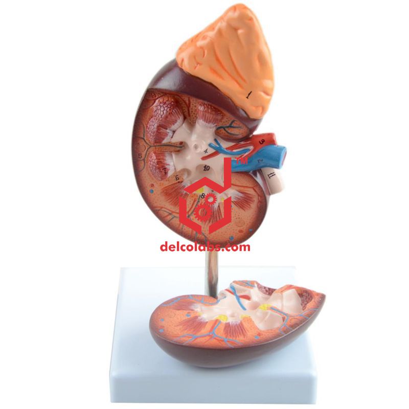 Human Kidney with Adrenal Gland