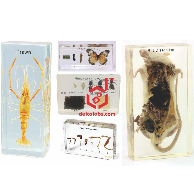 Arthropoda, Modification of Insect Legs