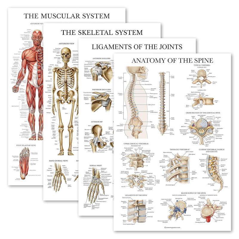 Human Physiology Charts, Urinary Tract system