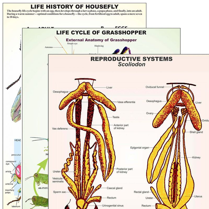 Arthropoda Charts, Housefly Life History