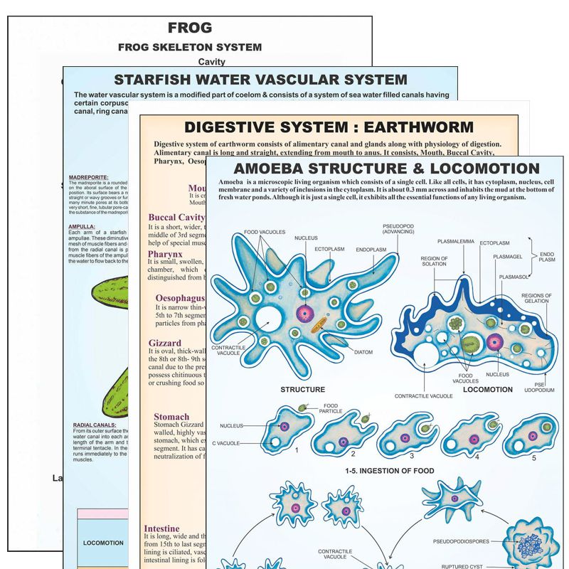 Zoology Charts, Pinworm Life cycle
