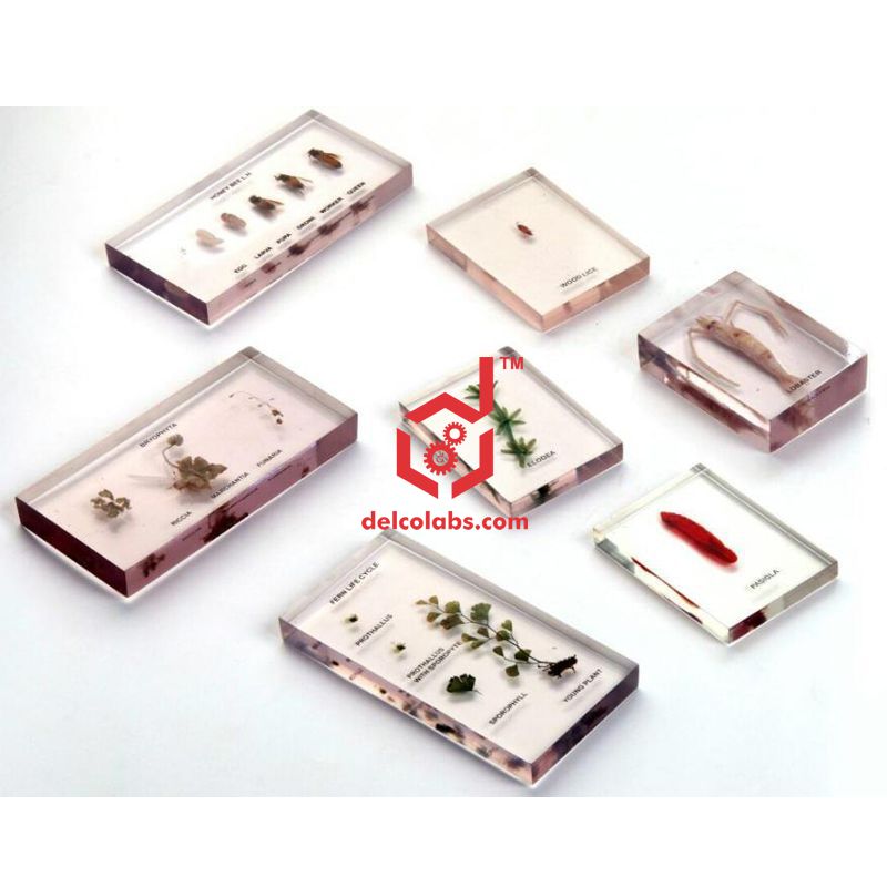 Xerophyte & Parasite Plant, Bulbil of Discoria