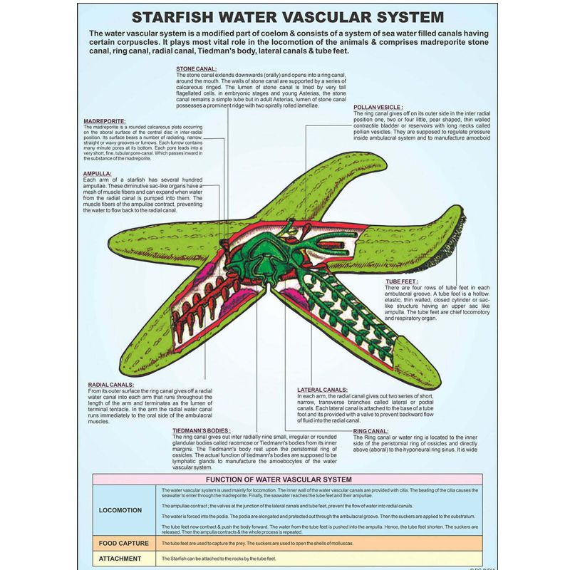 Echinodermata Charts, Starfish External Character & General Anatomy