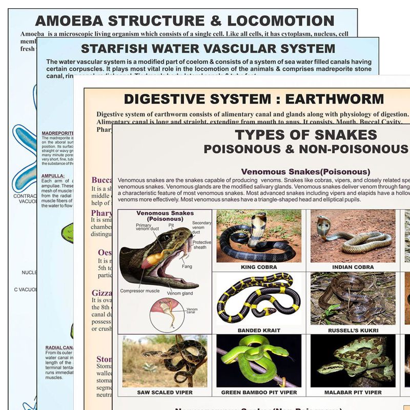 Reptilia Charts, Types of Reptiles